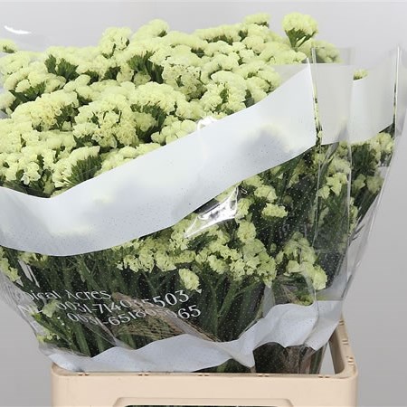 Statice Yellow 70cm | Wholesale Dutch Flowers & Florist Supplies UK