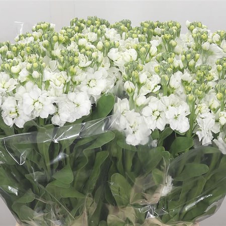 Stocks Aida White 45cm | Wholesale Dutch Flowers & Florist Supplies UK