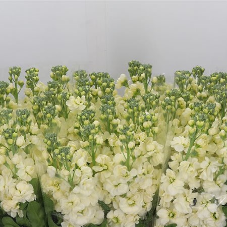 Stocks Centum Cream 60cm | Wholesale Dutch Flowers & Florist Supplies UK