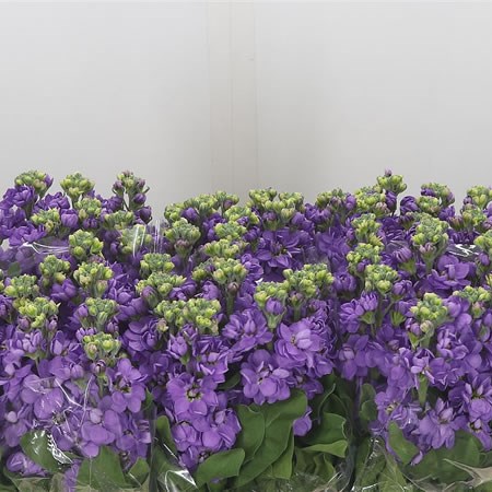 Stocks Centum Lavender 53cm | Wholesale Dutch Flowers & Florist Supplies UK