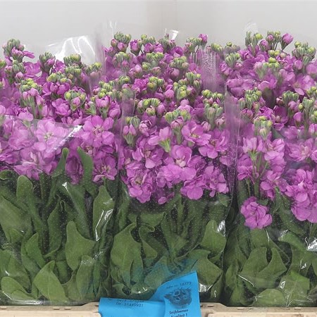 Stocks Centum Pink 55cm | Wholesale Dutch Flowers & Florist Supplies UK
