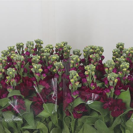 Stocks Centum Red 50cm | Wholesale Dutch Flowers & Florist Supplies UK