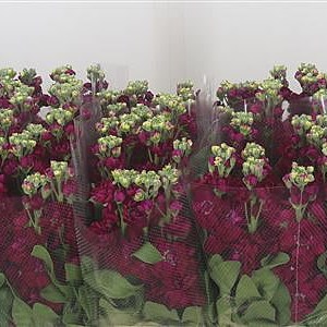 Stocks Centum Red 55cm | Wholesale Dutch Flowers & Florist Supplies UK