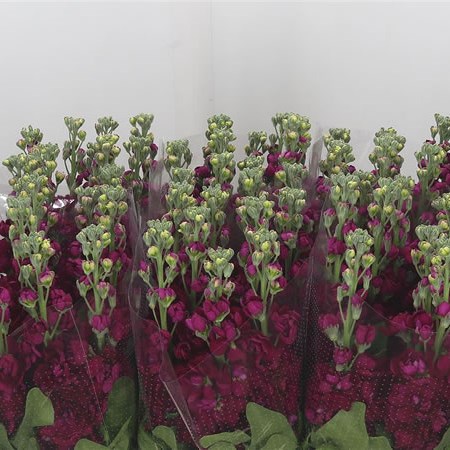 Stocks Centum Red 60cm | Wholesale Dutch Flowers & Florist Supplies UK