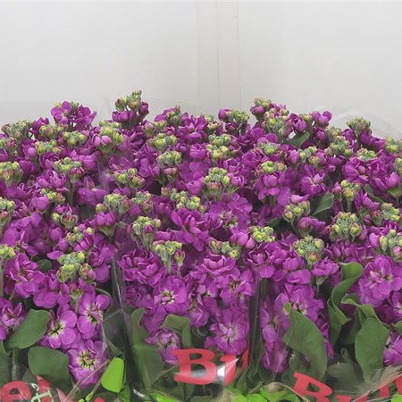 Stocks Centum Rose 50cm | Wholesale Dutch Flowers & Florist Supplies UK