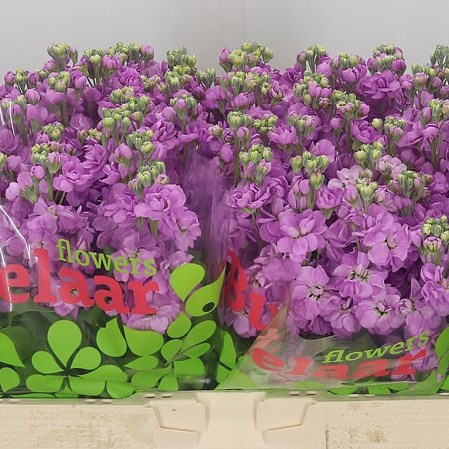 Stocks Centum Rose 53cm | Wholesale Dutch Flowers & Florist Supplies UK