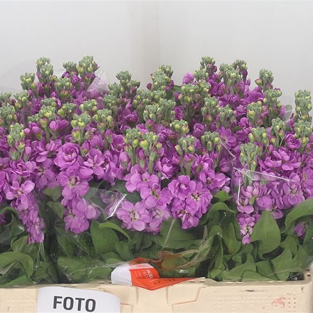 Stocks Centum Rose 55cm | Wholesale Dutch Flowers & Florist Supplies UK