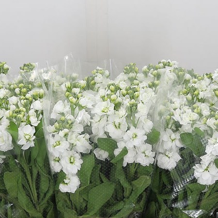 Stocks Centum White 53cm | Wholesale Dutch Flowers & Florist Supplies UK