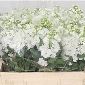 Stocks Centum White 54cm | Wholesale Dutch Flowers & Florist Supplies UK