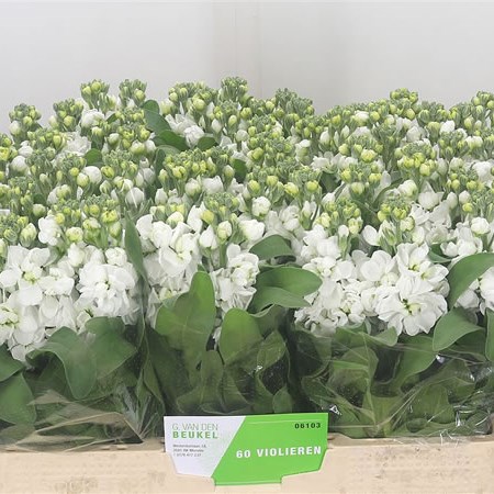 Stocks Centum White 55cm | Wholesale Dutch Flowers & Florist Supplies UK