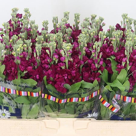 Stocks Francesca Red 55cm | Wholesale Dutch Flowers & Florist Supplies UK