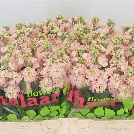 Stocks Iron Apricot 53cm | Wholesale Dutch Flowers & Florist Supplies UK