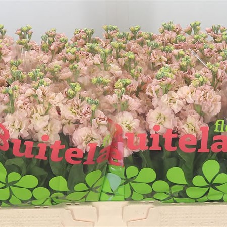Stocks Iron Apricot 54cm | Wholesale Dutch Flowers & Florist Supplies UK