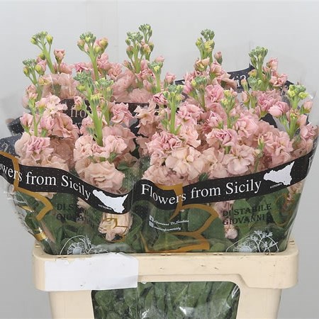 Stocks Iron Apricot (Sicily) 60cm | Wholesale Dutch Flowers & Florist ...