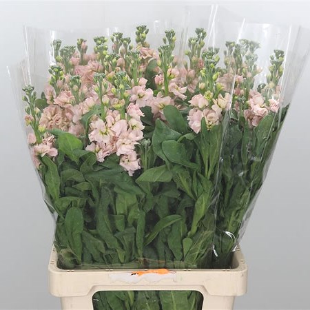 Stocks Iron Apricot Extra (Italian) 70cm | Wholesale Dutch Flowers ...