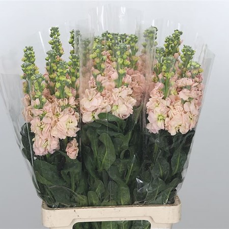 Stocks Iron Apricot Extra (Italian) 75cm | Wholesale Dutch Flowers ...