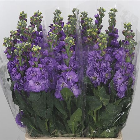 Stocks Iron Blue Extra (Italian) 72cm | Wholesale Dutch Flowers ...