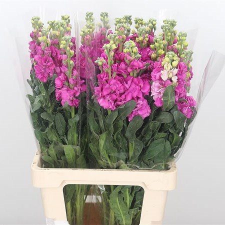 Stocks Iron Hot Pink 70cm | Wholesale Dutch Flowers & Florist Supplies UK