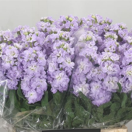 Stocks Iron Marine Lavander 45cm | Wholesale Dutch Flowers & Florist ...