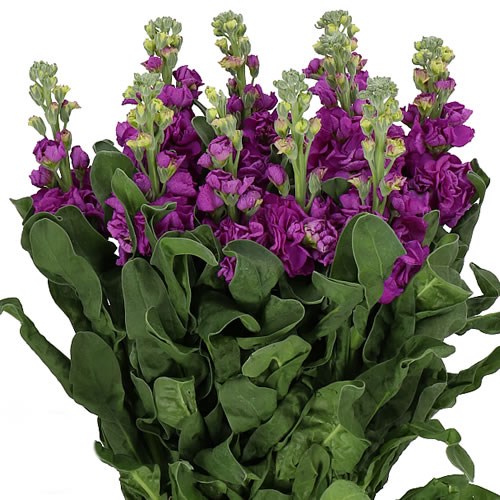 Stocks Iron Purple 55cm | Wholesale Dutch Flowers & Florist Supplies UK