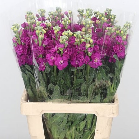 Stocks Iron Red 70cm | Wholesale Dutch Flowers & Florist Supplies UK