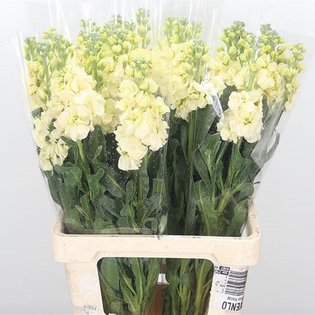 Stocks Iron Yellow 70cm | Wholesale Dutch Flowers & Florist Supplies UK