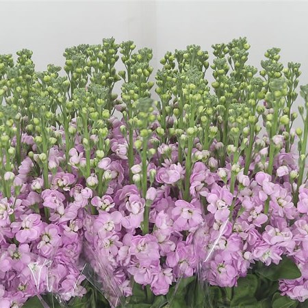 Stocks Mathilda Pale Pink 60cm | Wholesale Dutch Flowers & Florist ...