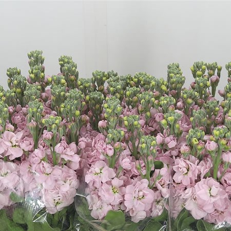 Stocks Milla Light Pink 54cm | Wholesale Dutch Flowers & Florist ...