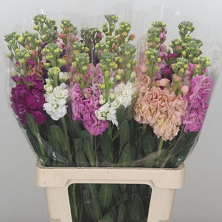 Stocks Mix (Italian) 60cm | Wholesale Dutch Flowers & Florist Supplies UK