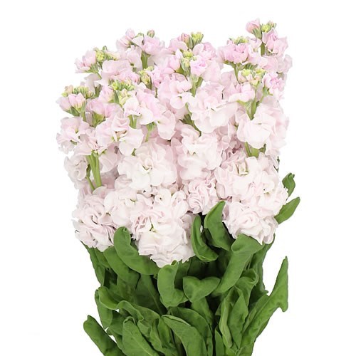Stocks Silver 50cm | Wholesale Dutch Flowers & Florist Supplies UK