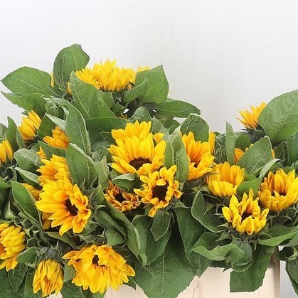 Sunflowers Sunrich Orange 75cm | Wholesale Dutch Flowers & Florist ...