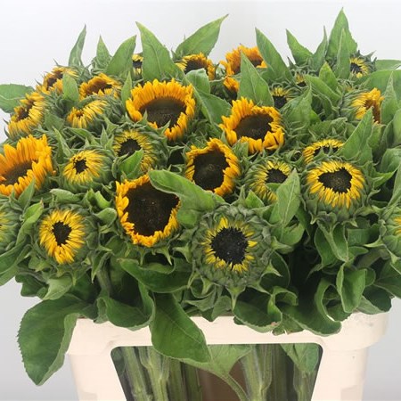 Sunflowers Sunrich Provence (Extra) 80cm | Wholesale Dutch Flowers ...