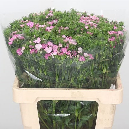 Sweet Williams Amazon Pink Pink 45cm | Wholesale Dutch Flowers ...