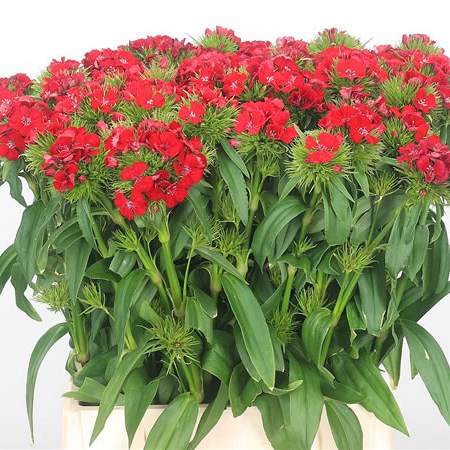 Sweet Williams Barcelona Red 47cm | Wholesale Dutch Flowers & Florist ...