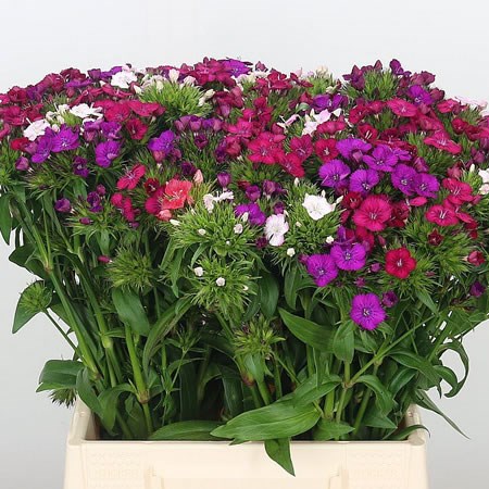 Sweet Williams Mixed Mixed 45cm | Wholesale Dutch Flowers & Florist ...