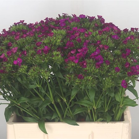 Sweet Williams Neon Purple Purple 50cm | Wholesale Dutch Flowers ...