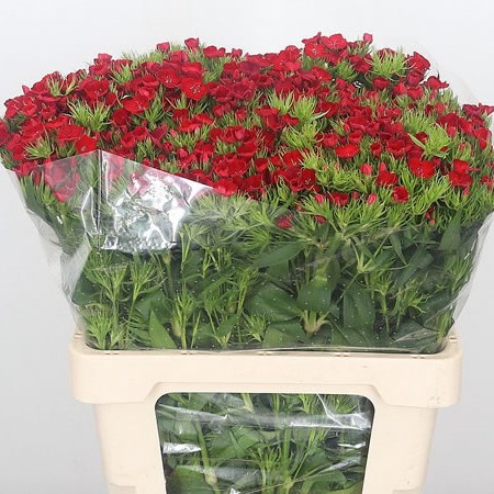 Sweet Williams Red Baron Red 60cm | Wholesale Dutch Flowers & Florist ...