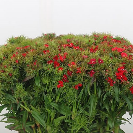 Sweet Williams Scarlet Red 40cm | Wholesale Dutch Flowers & Florist ...