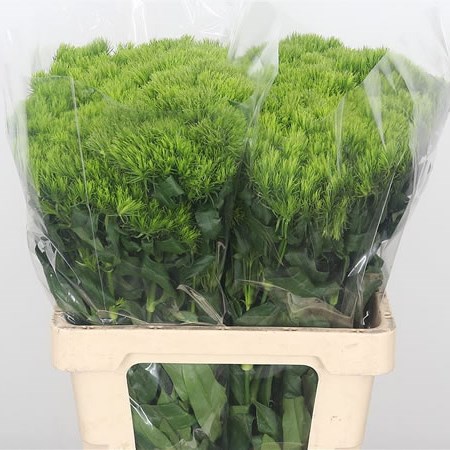 Sweet Williams Trigreen Green 60cm | Wholesale Dutch Flowers & Florist ...