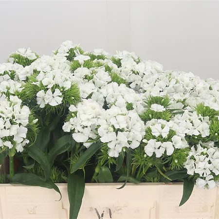 Sweet Williams White White 50cm | Wholesale Dutch Flowers & Florist ...