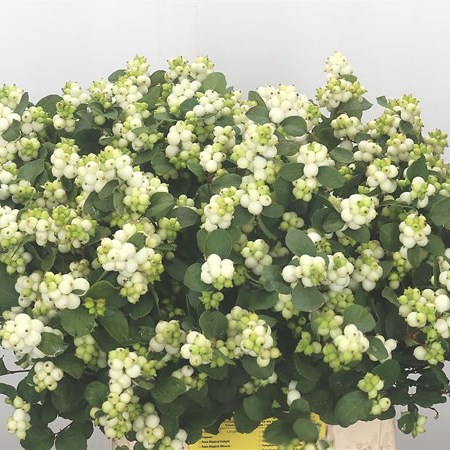 Symphoricarpos Magical Avalanche 45cm | Wholesale Dutch Flowers ...