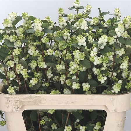 Symphoricarpos Magical Avalanche 75cm | Wholesale Dutch Flowers ...