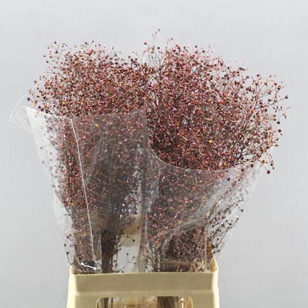 TALINUM PANICULATUM LONG JOHN 70cm | Wholesale Dutch Flowers & Florist ...