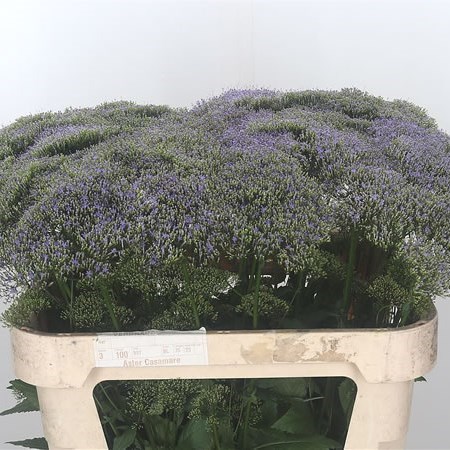 TRACHELIUM BLUE LAKE MICHIGAN 70cm | Wholesale Dutch Flowers & Florist ...
