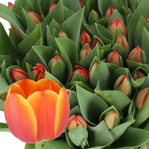 TULIPS AD REM 37cm 40gm | Wholesale Dutch Flowers & Florist Supplies UK