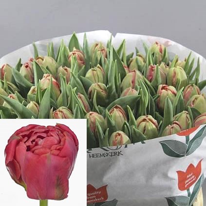 TULIPS ADORE 37cm 40gm | Wholesale Dutch Flowers & Florist Supplies UK