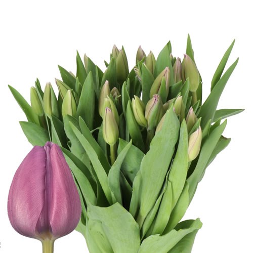 TULIPS ALIBI 40cm 40gm | Wholesale Dutch Flowers & Florist Supplies UK