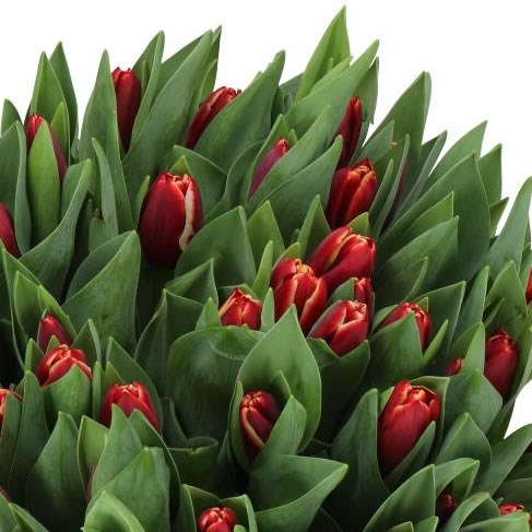 TULIPS ARMANI 35cm 30gm | Wholesale Dutch Flowers & Florist Supplies UK