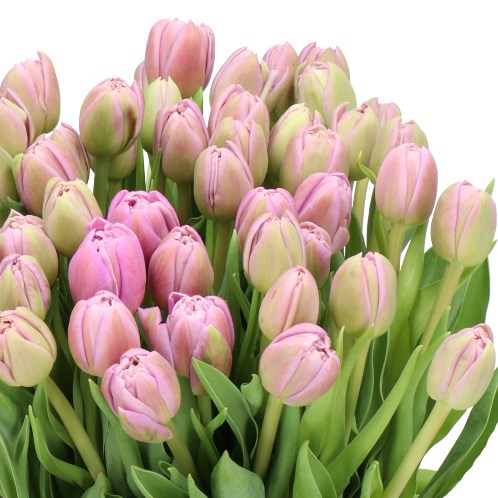 TULIPS BEACHBERRY 37cm 35gm | Wholesale Dutch Flowers & Florist Supplies UK