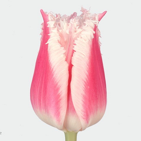 TULIPS BELL SONG 37cm 35gm | Wholesale Dutch Flowers & Florist Supplies UK